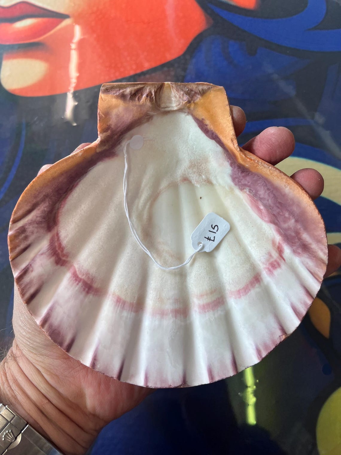 Lions Paw Scallop Shell Giant Sea Shell Mollusc Natural Orange Shell ...