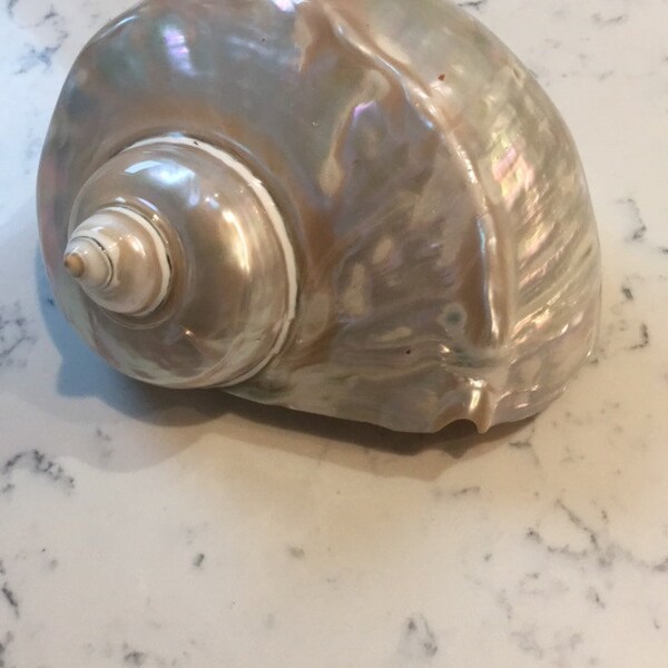 Rare Sea Shells - Etsy