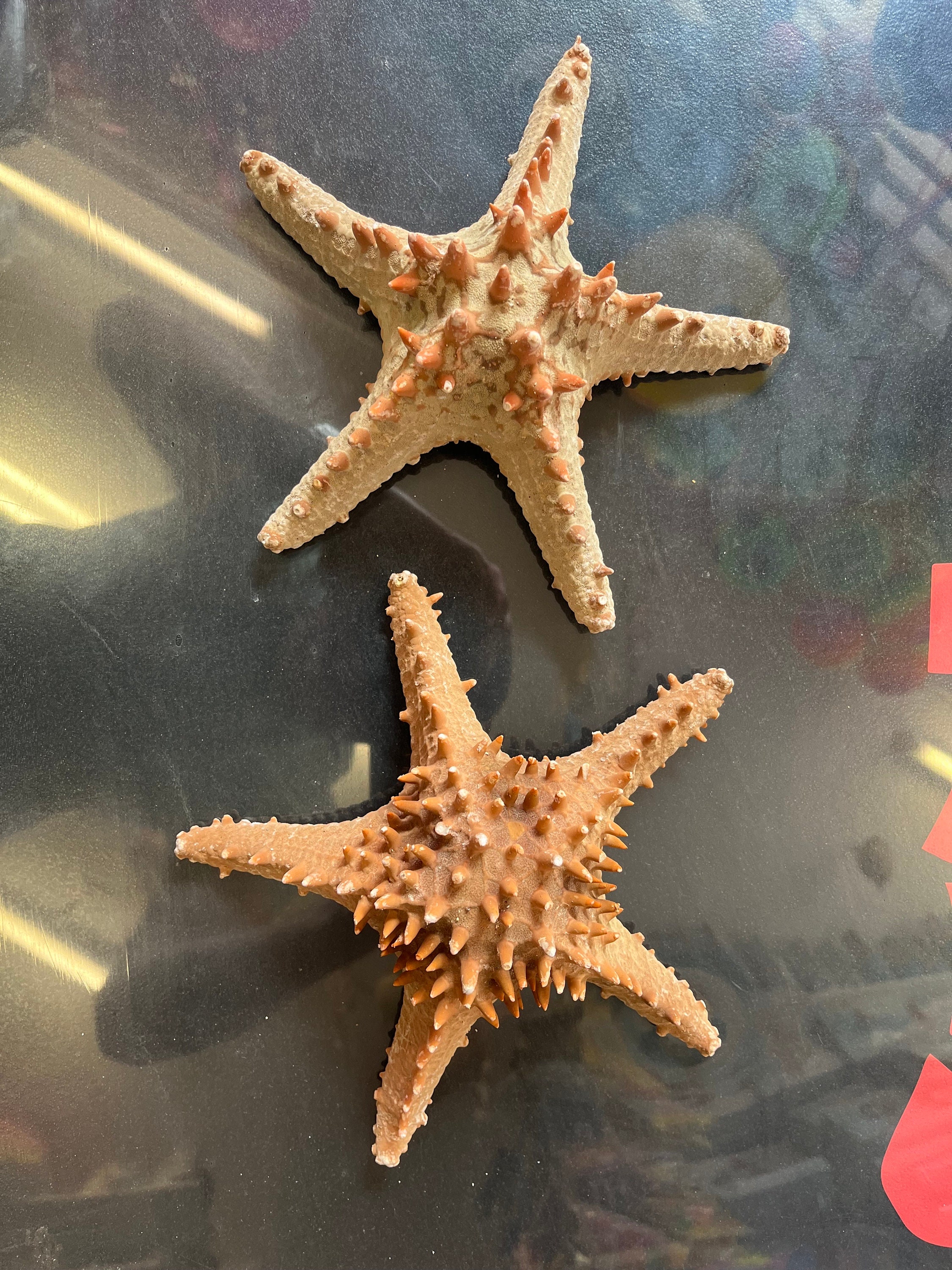 Real Long Spine Starfish Giant Natural Creature Dried From Philippines ...