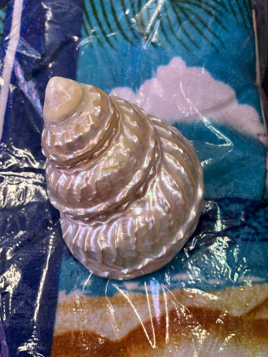 Mexican Trocha Shell Wavy Turban Natural Pearl Undosa Polished Sea ...