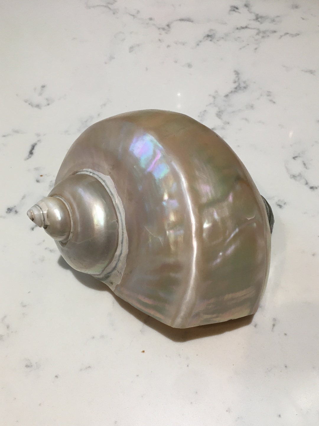 Turbo Marmoratus Shell Giant Green Turban Sea Shell Rare Antique Shell ...