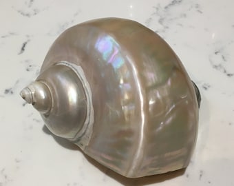 Turbo Marmoratus Shell Giant Green Turban Sea Shell Rare Antique Shell ...