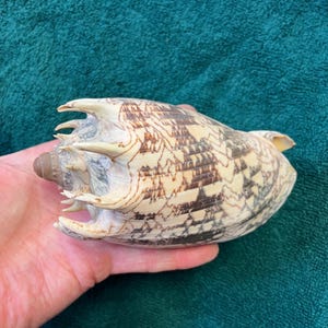 Imperial Volute Shell Cymbiola Imperialis Natural Sea Shell Pattern Sea ...