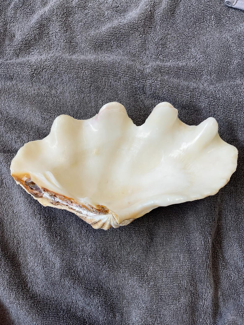 Giant Clam Sea Shell Fluted Clam Tridacna Squamosa Trinket Dish Display ...
