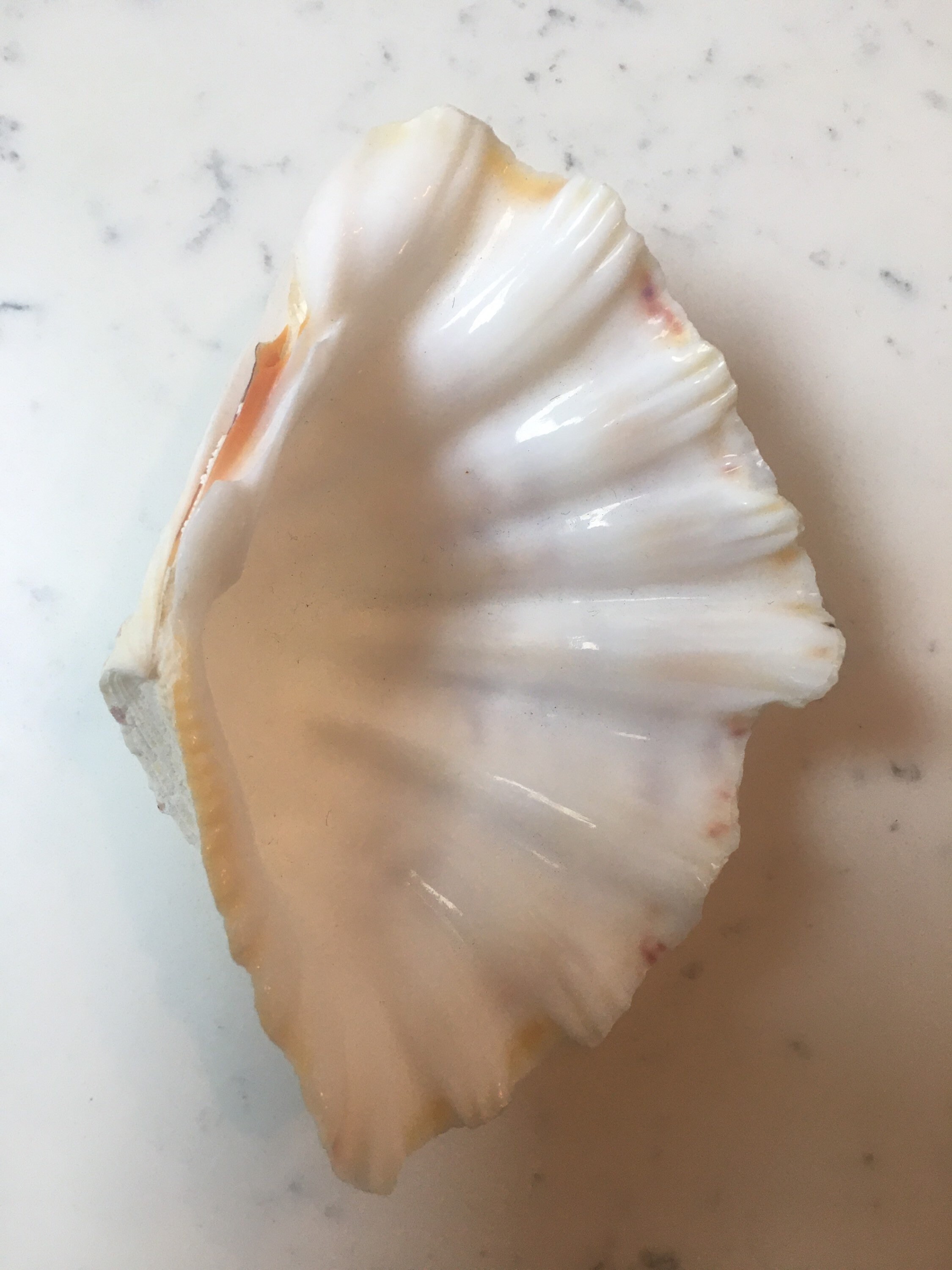 Giant Clam Shell Strawberry Bear Claw Clam Horses Hoof Clam - Etsy