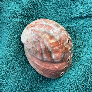 Pinto Abalone Shell Northern Ablalone Threaded Abalone Haliotis ...