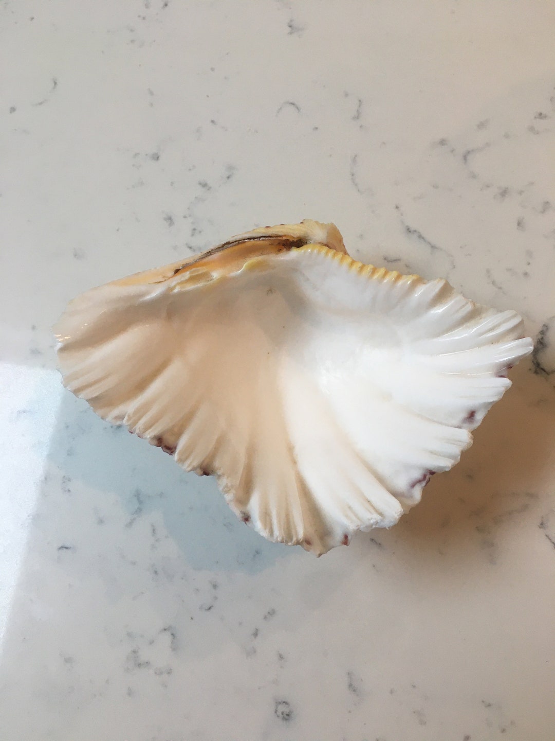 Giant Clam Shell Strawberry Bear Claw Clam Horses Hoof Clam Rare ...