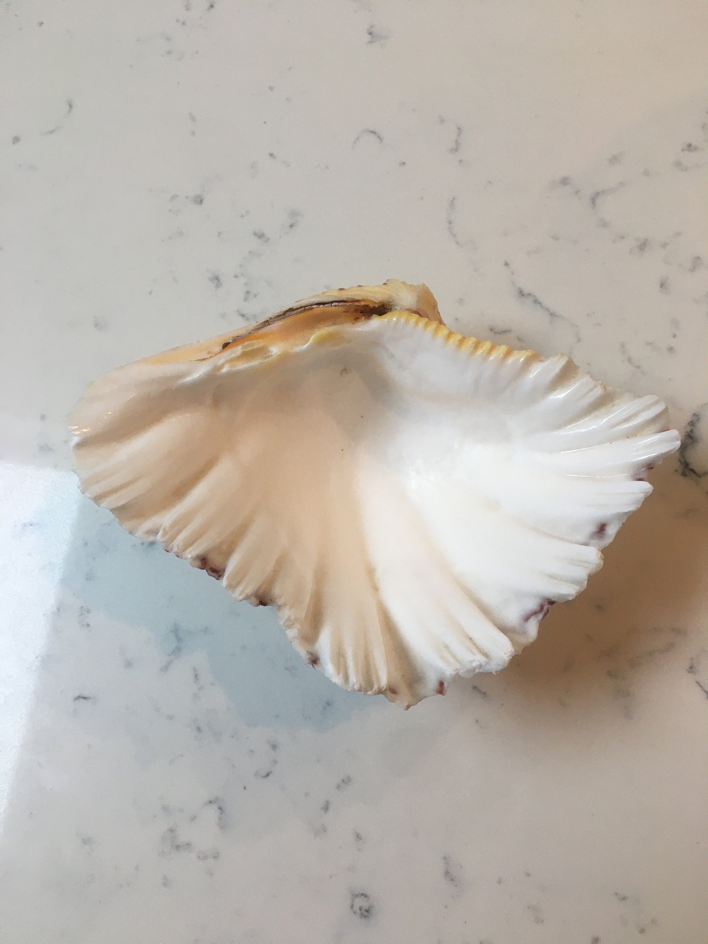 Giant Clam Shell Strawberry Bear Claw Clam Horses Hoof Clam - Etsy