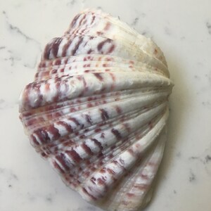 Giant Clam Shell Strawberry Bear Claw Clam Horses Hoof Clam Rare ...