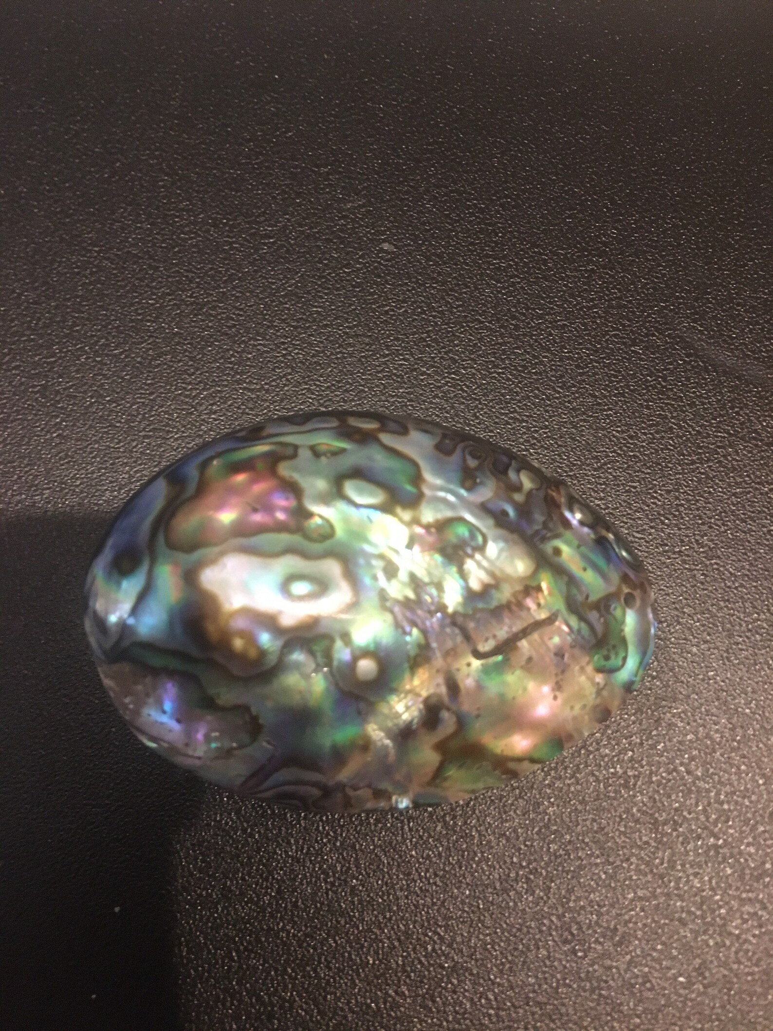 Abalone Paua Shell Complete Pair for Display Pendant From New Zealand ...