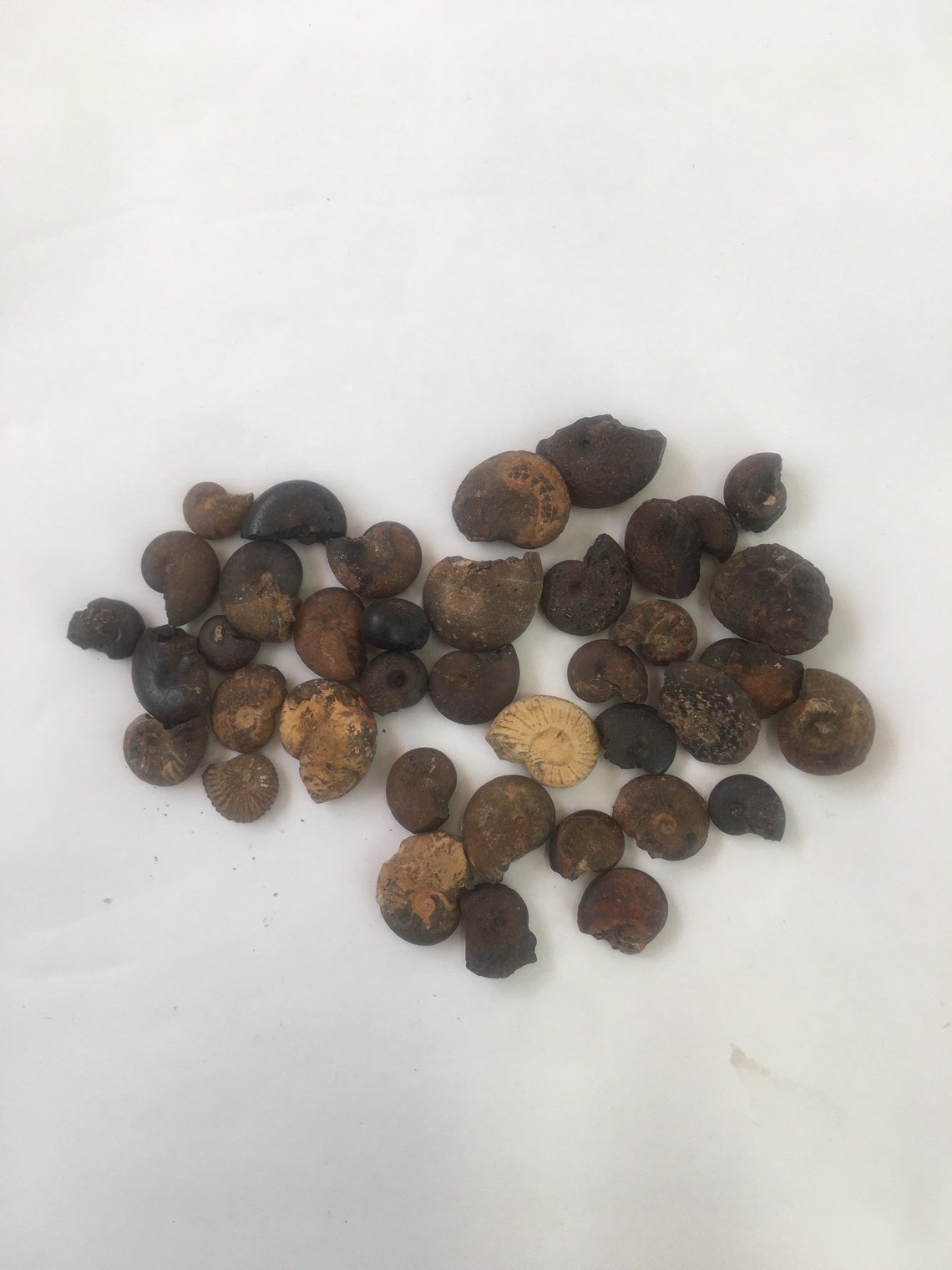 Fossil Ammonite Natural X 12 12 Pieces Mini Fossils Stocking Fillers ...
