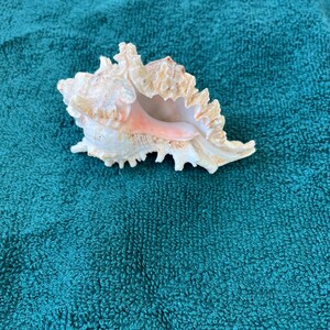 White Murex Shell Small Sea Shell Cleaned From Philippines Natural ...