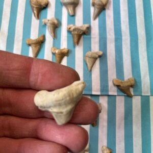 Fossil Shark Tooth Otodus Obliqques 3/4 Fossil Shark Tooth Makeral ...