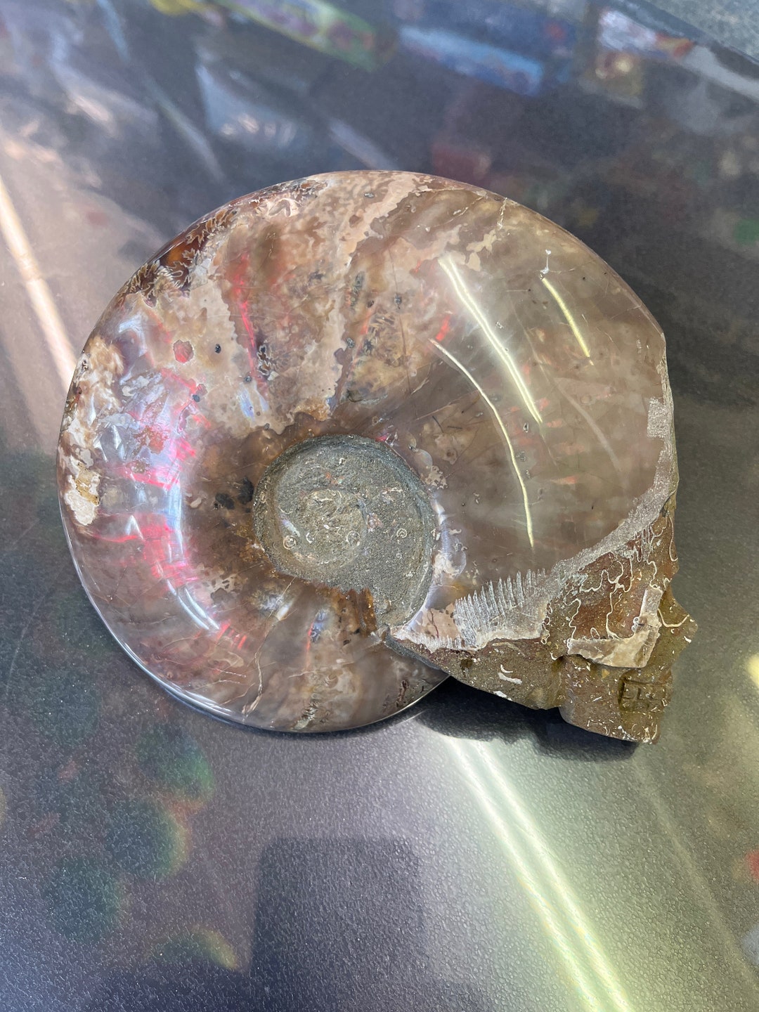 Ammonite Fossil Skull Carving Large Specimen Conch Shell Cleoniceras ...