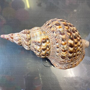 Trumpet Triton Shell Charonia Tritonis Rare Antique Sea Shell Giant ...
