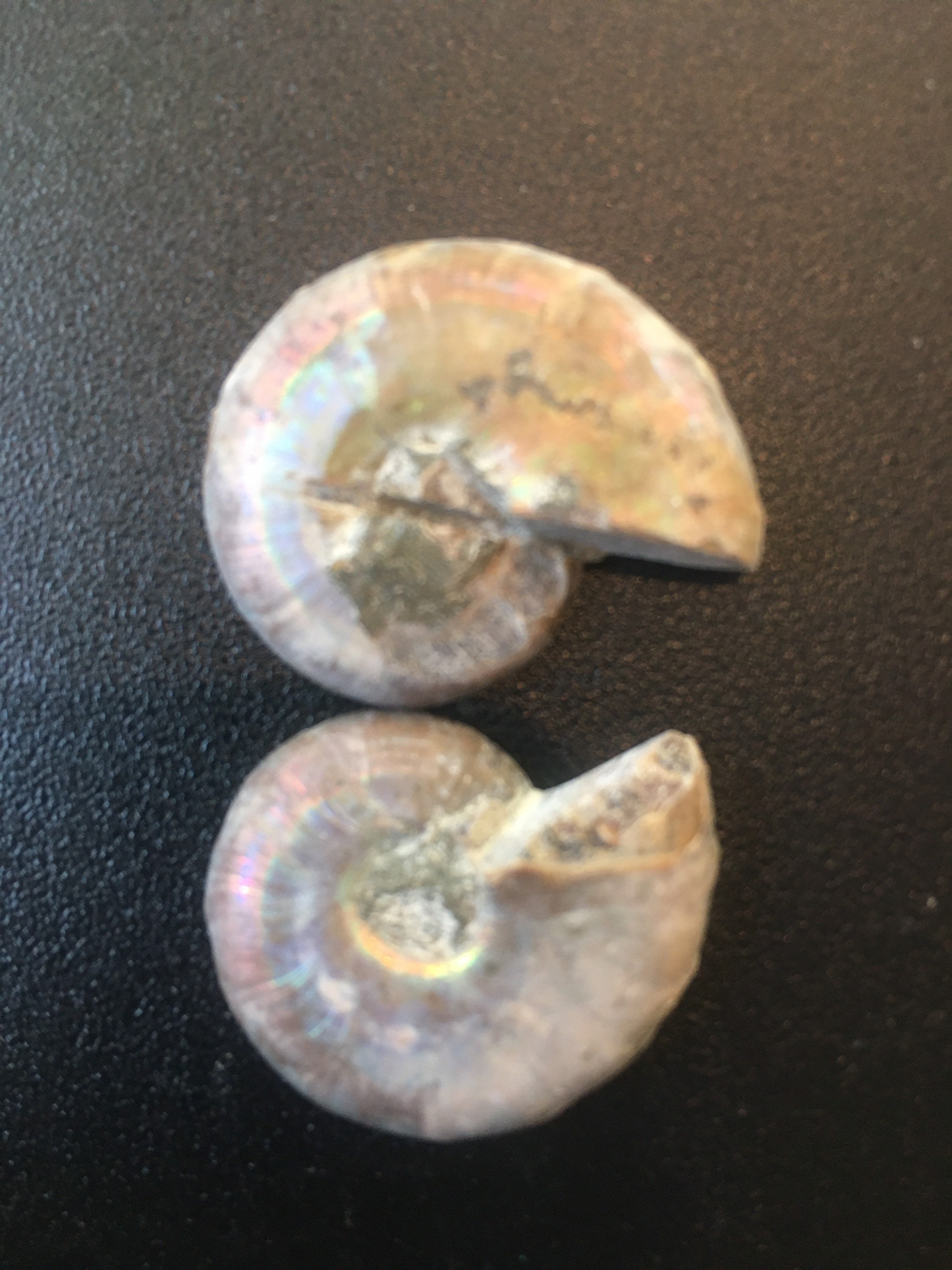 Ammonite Fossil Polished Half Specimen Pairs Conch Shell - Etsy