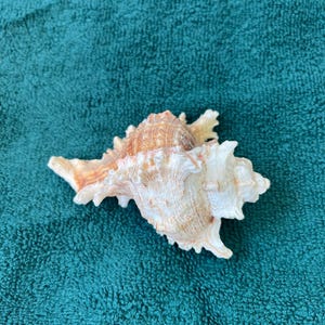 White Murex Shell Small Sea Shell Cleaned From Philippines Natural ...