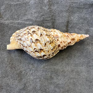 Trumpet Triton Shell Charonia Tritonis Natural Rare Antique Sea Shell ...