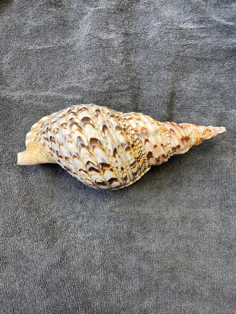 Trumpet Triton Shell Charonia Tritonis Natural Rare Antique Sea Shell ...