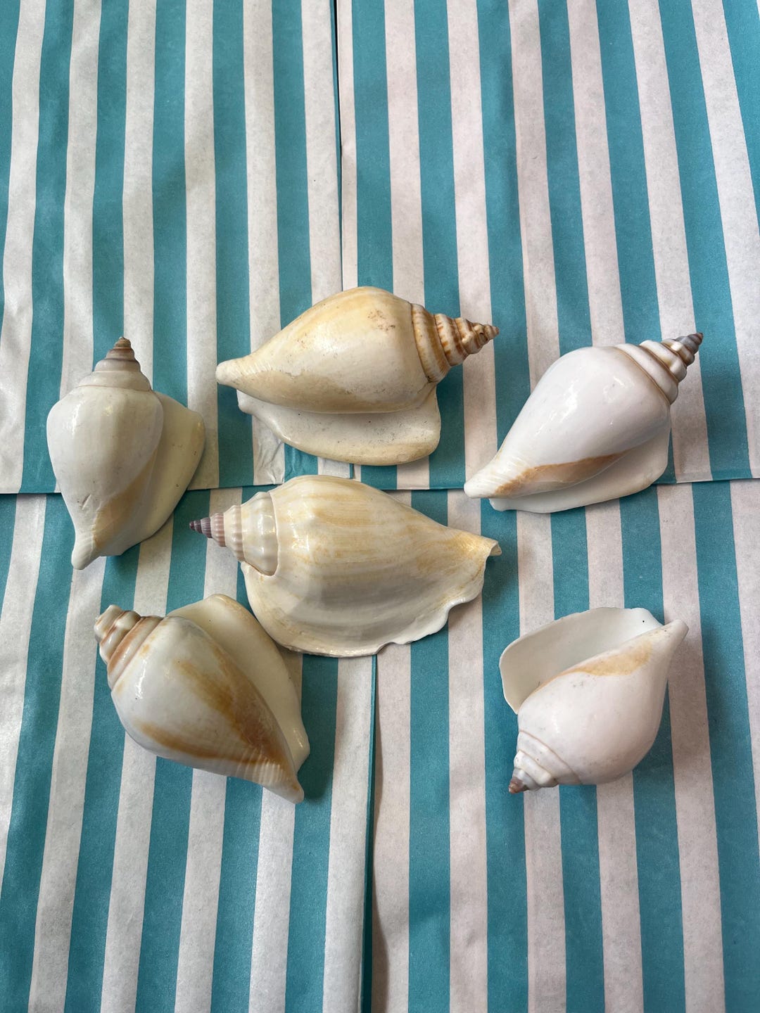 Dog Conch Shell Natural Sea Shell Strombus Canarium Polished Shell From ...
