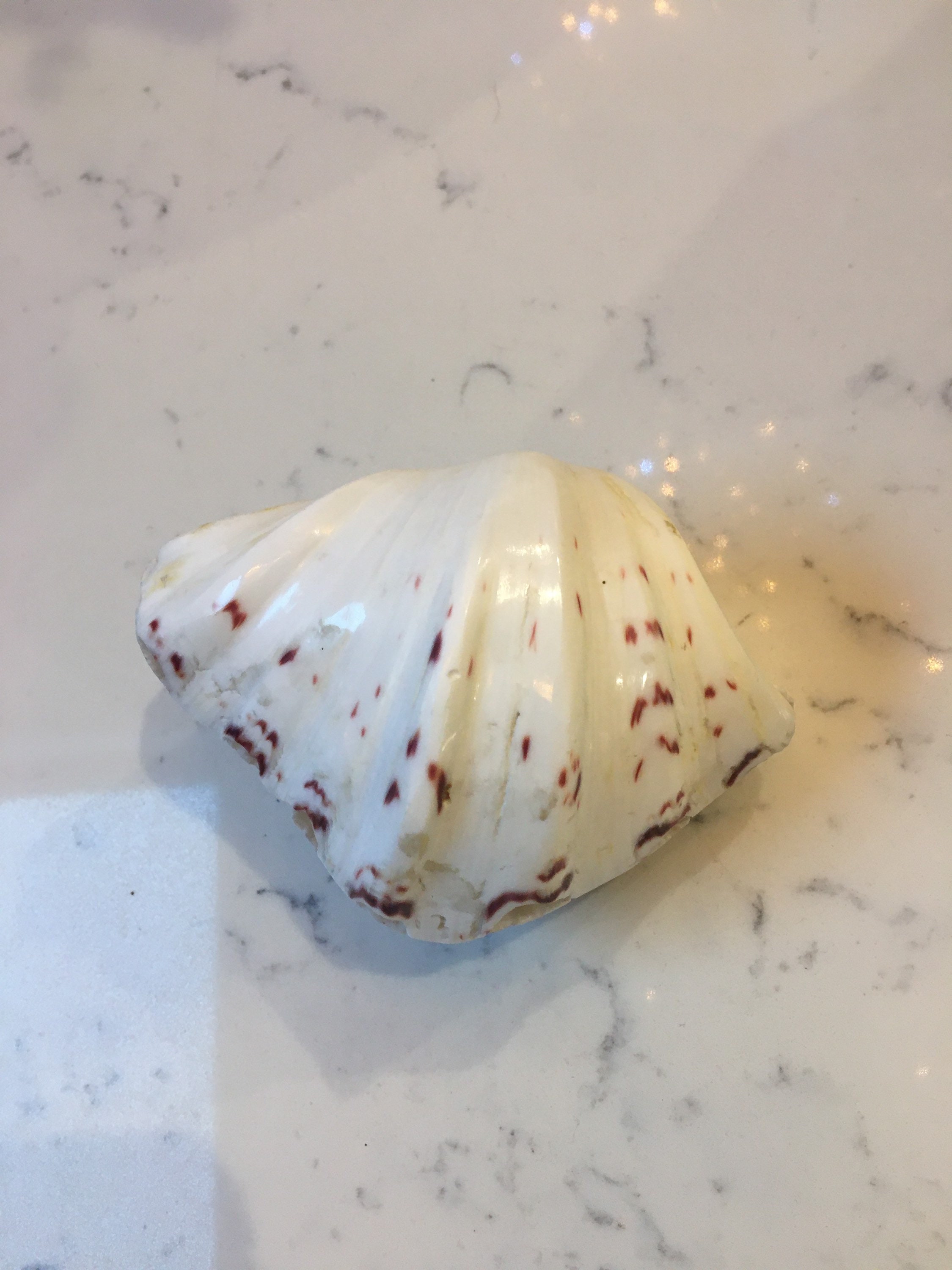 Giant Clam Shell Strawberry Pair Bear Claw Clam Horses Hoof - Etsy UK