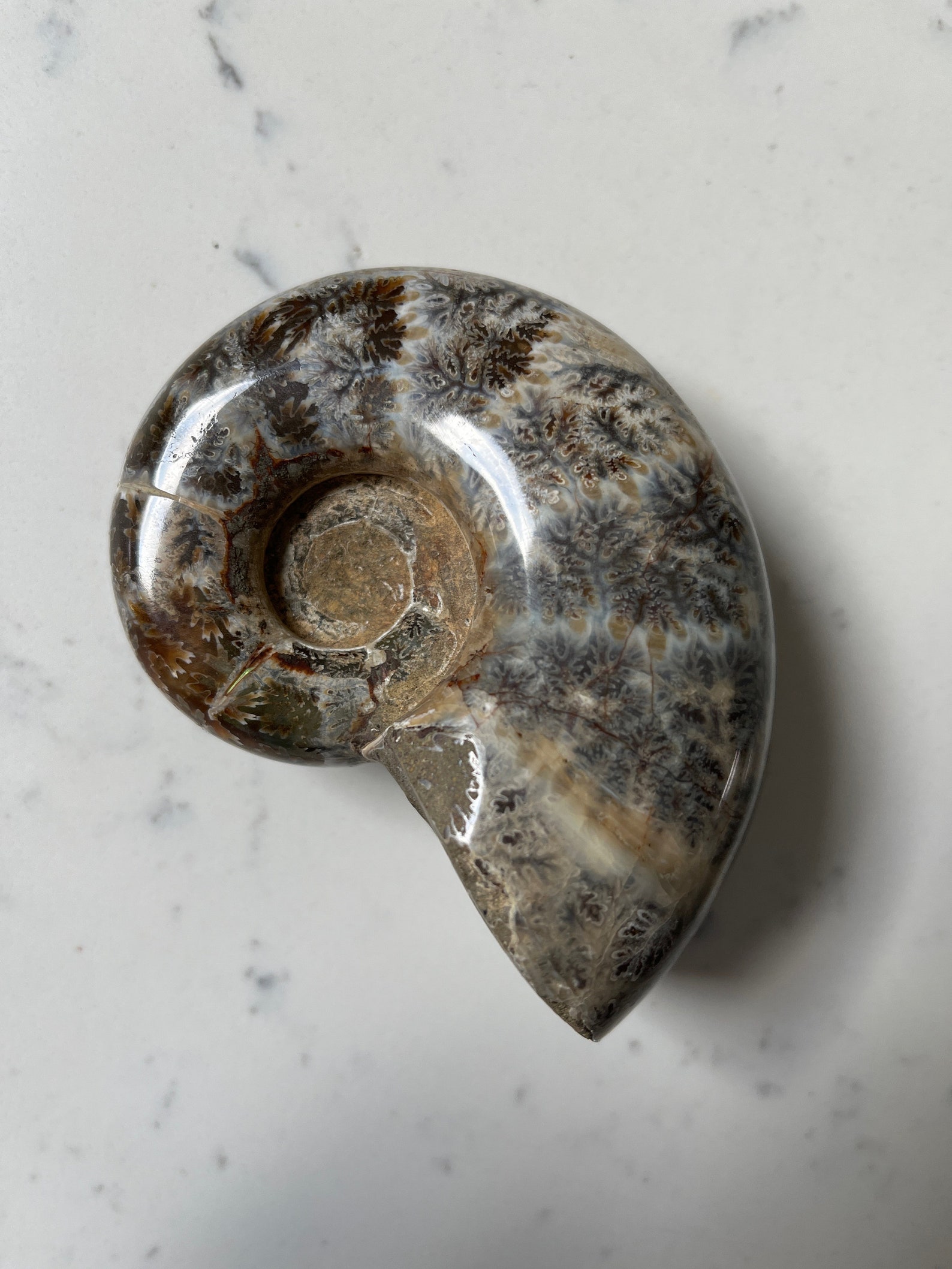 Nautilus Fossil Natural Ancient Chambered Shell Polished Oak Leaf - Etsy