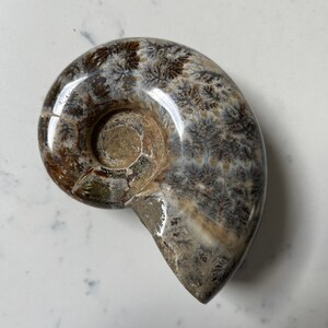 Nautilus Fossil Natural Ancient Chambered Shell Polished Oak Leaf - Etsy