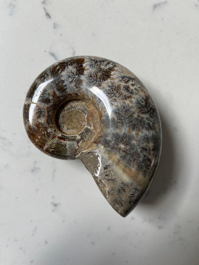 Nautilus Fossil Natural Ancient Chambered Shell Polished Oak Leaf - Etsy