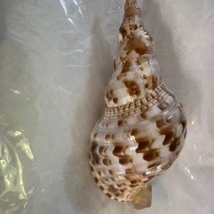 Trumpet Triton Shell Charonia Tritonis Rare Antique Sea Shell Giant ...