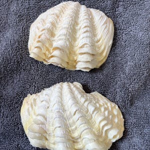 Giant Clam Sea Shell Complete Pair Fluted Clam Trinket Dish Display ...