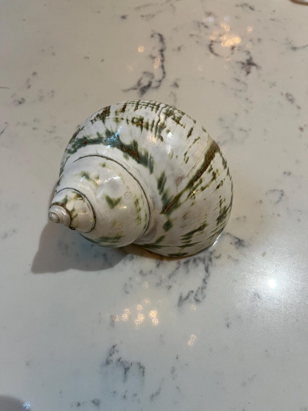 Green Turbo Shell Turbo Borghese Turbo Imperialis Large Natural ...