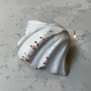 Giant Clam Shell Strawberry Bear Claw Clam Horses Hoof Clam Natural ...