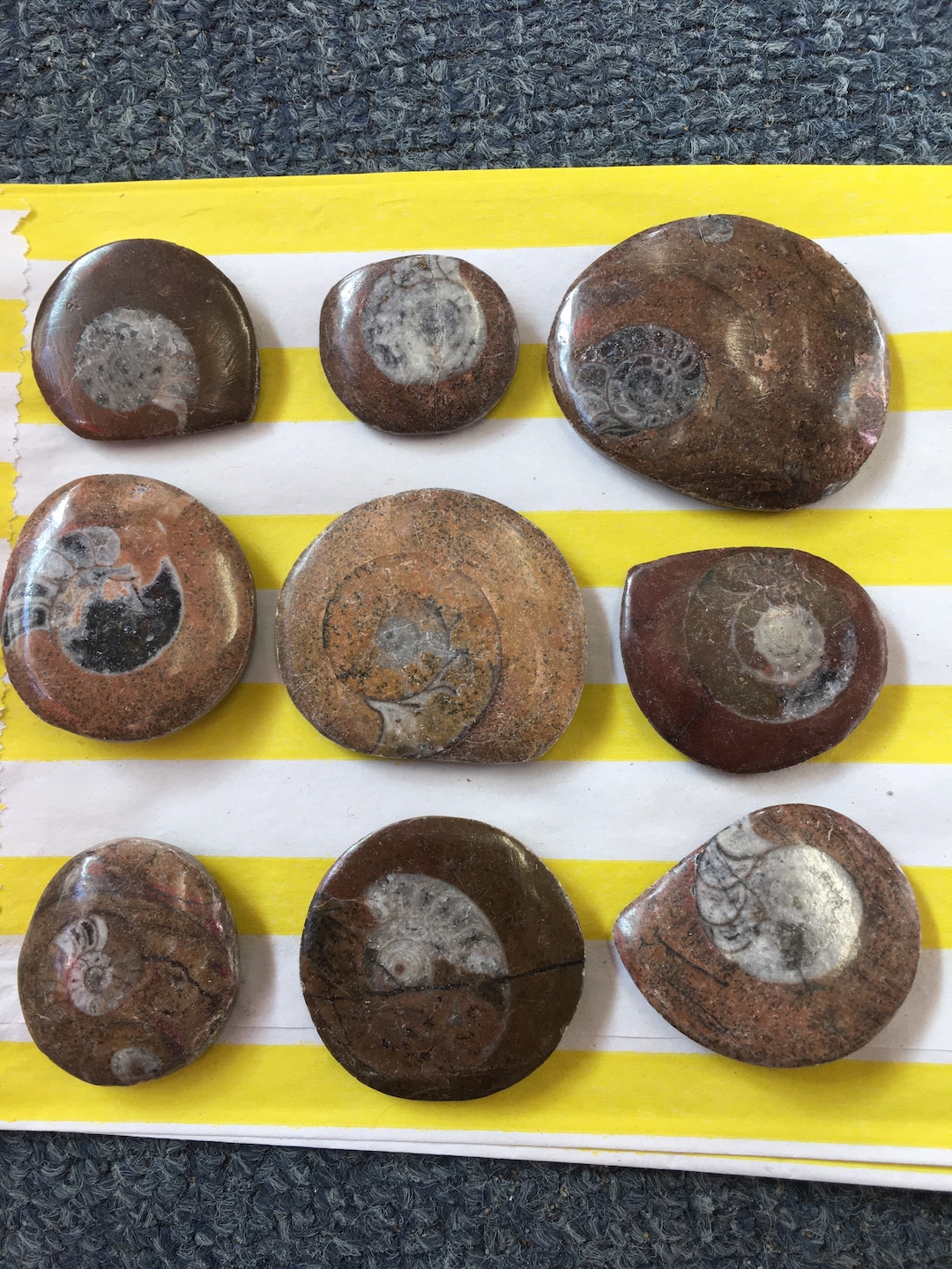 Fossil Goniatite Disc Ammonoid Polished Marine Animal Shell - Etsy