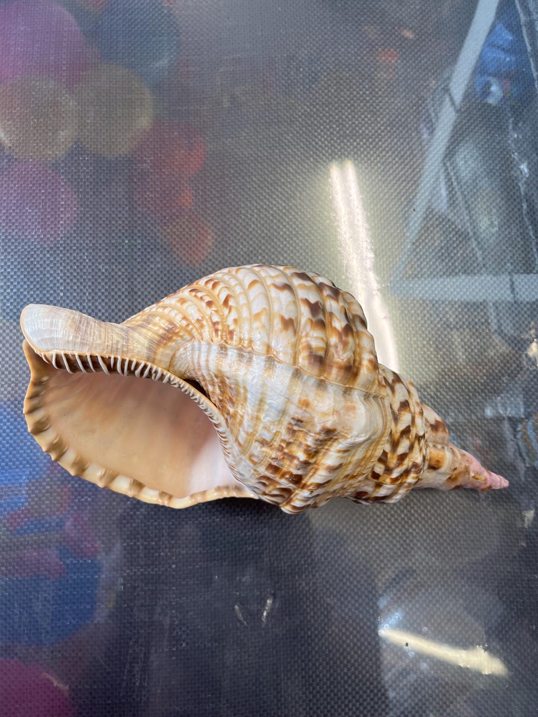 Trumpet Triton Shell Charonia Tritonis Rare Antique Sea Shell Giant ...