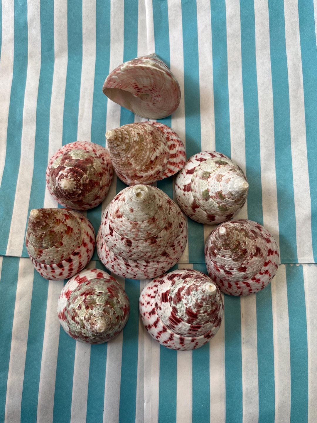 Strawberry Trochus Shell Natural Red Colour Sea Shell From Philippines ...