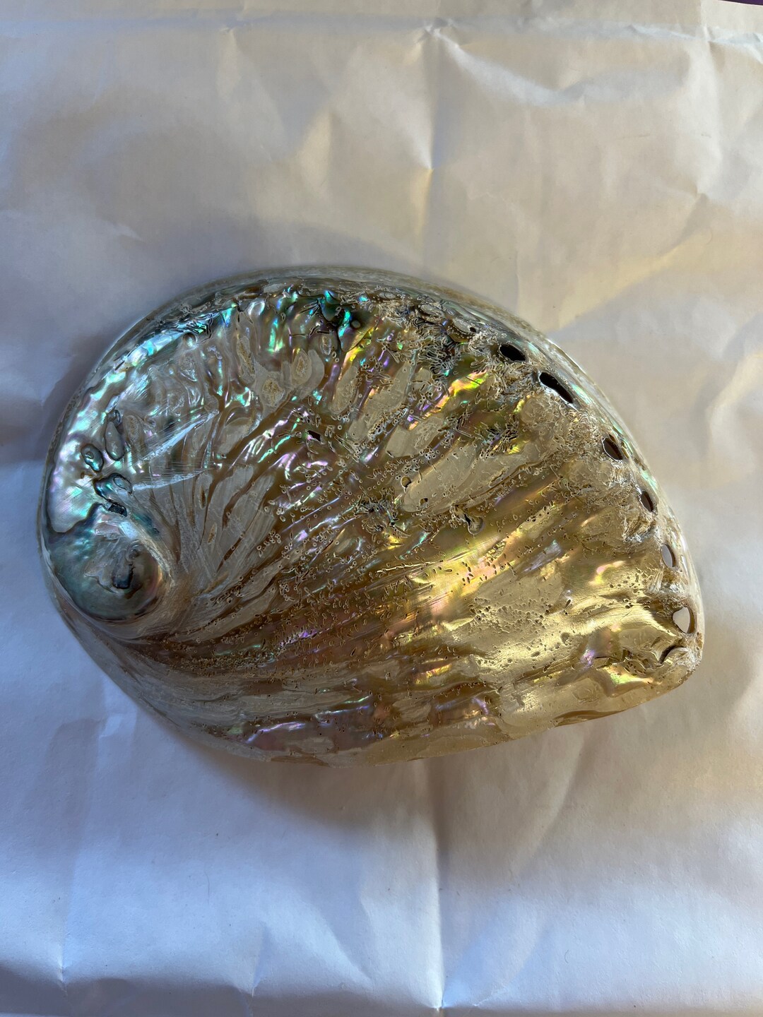 Abalone Shell Natural Polished Sea Shell Display Smudging Paulo Santo ...