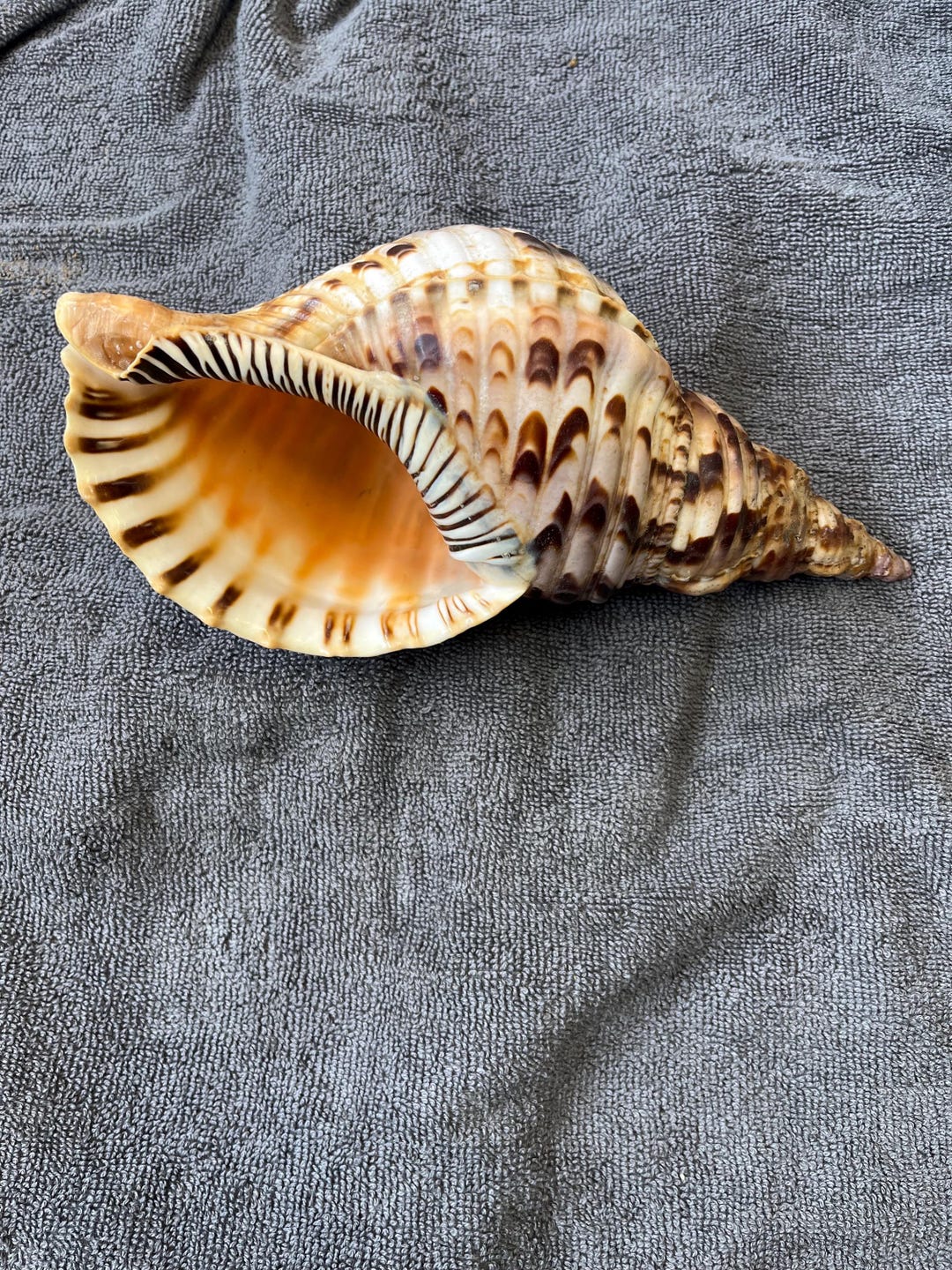 Trumpet Triton Shell Charonia Tritonis Natural Rare Antique Sea Shell ...