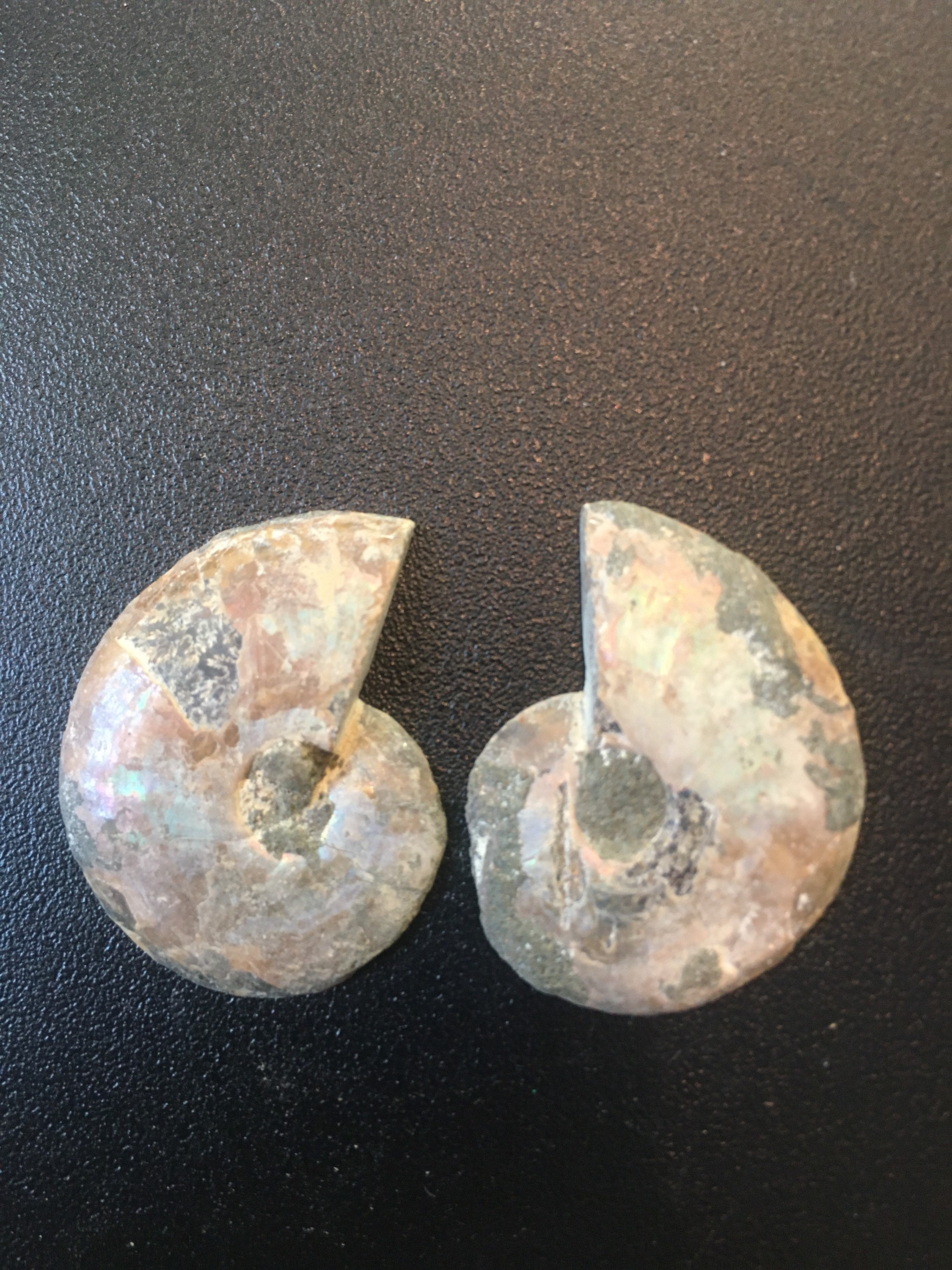 Ammonite Fossil Polished Half Specimen Pairs Conch Shell - Etsy