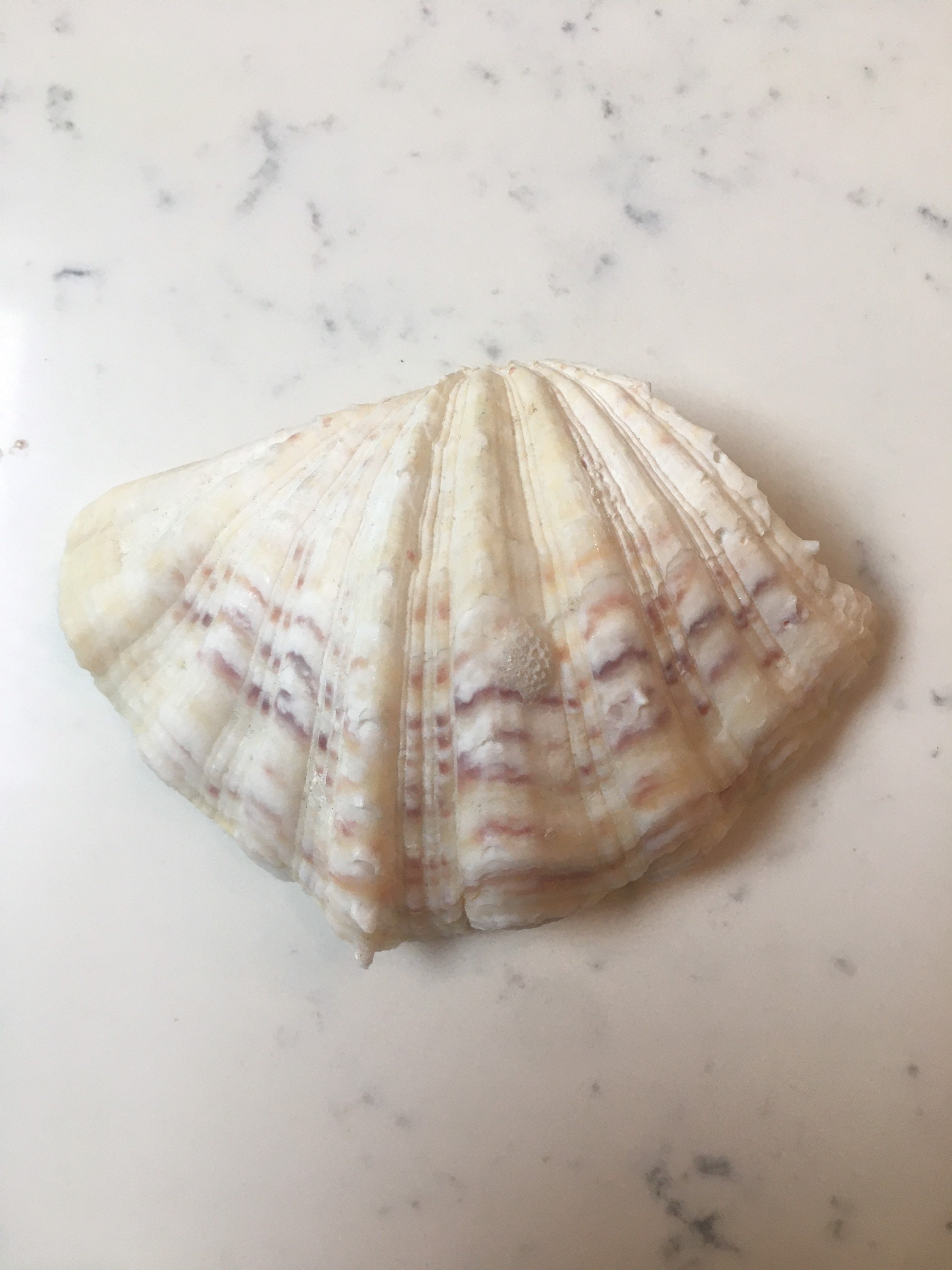 Giant Clam Shell Strawberry Bear Claw Clam Horses Hoof Clam - Etsy