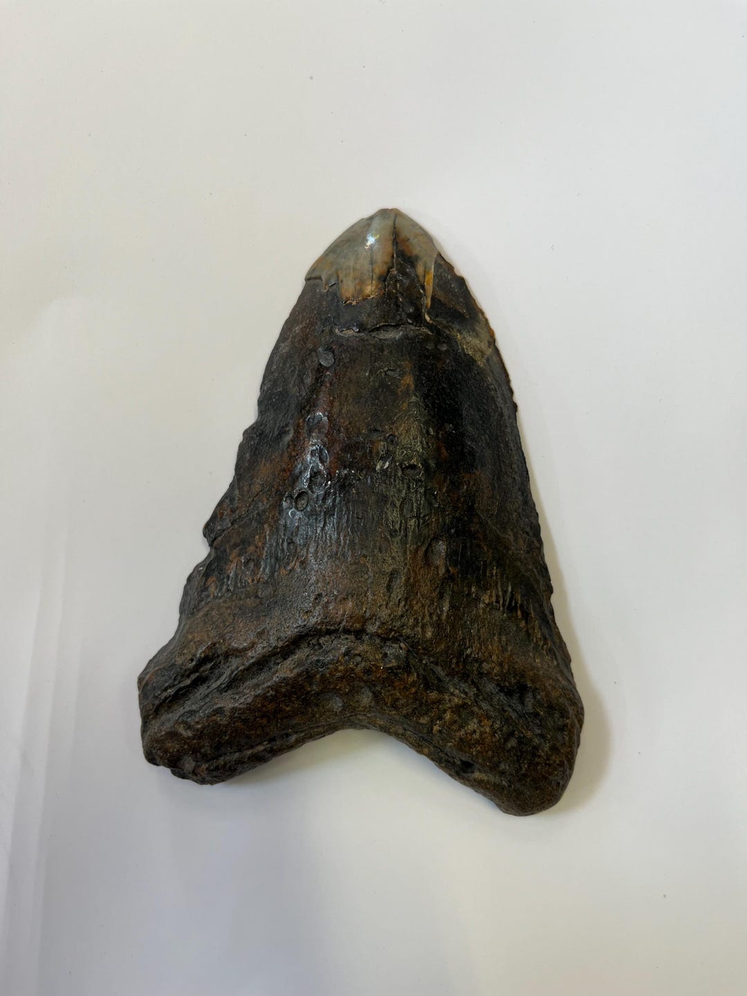 Shark Tooth Fossil Megalodon Fossil Shark Tooth Specimen Fossil Shark ...