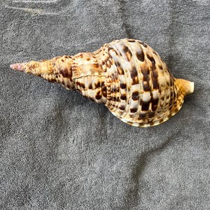 Trumpet Triton Shell Charonia Tritonis Natural Rare Antique Sea Shell ...