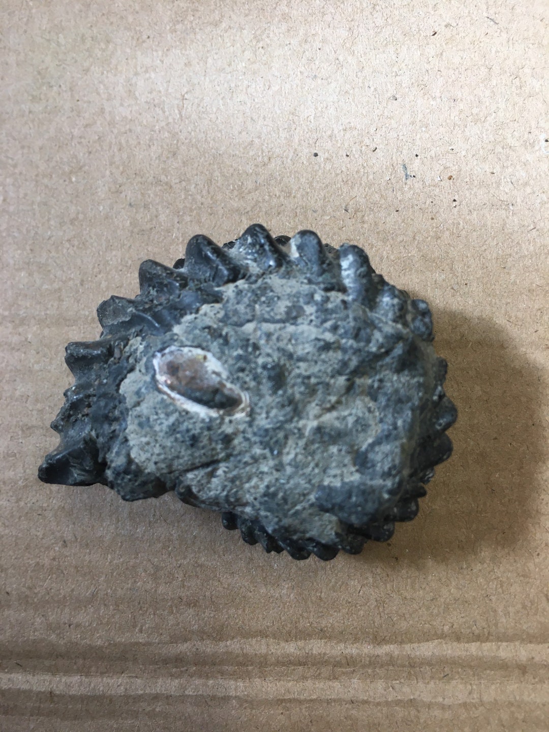 Fossil Ammonite With Shells Found in Folkestone Kent UK Ammonite ...