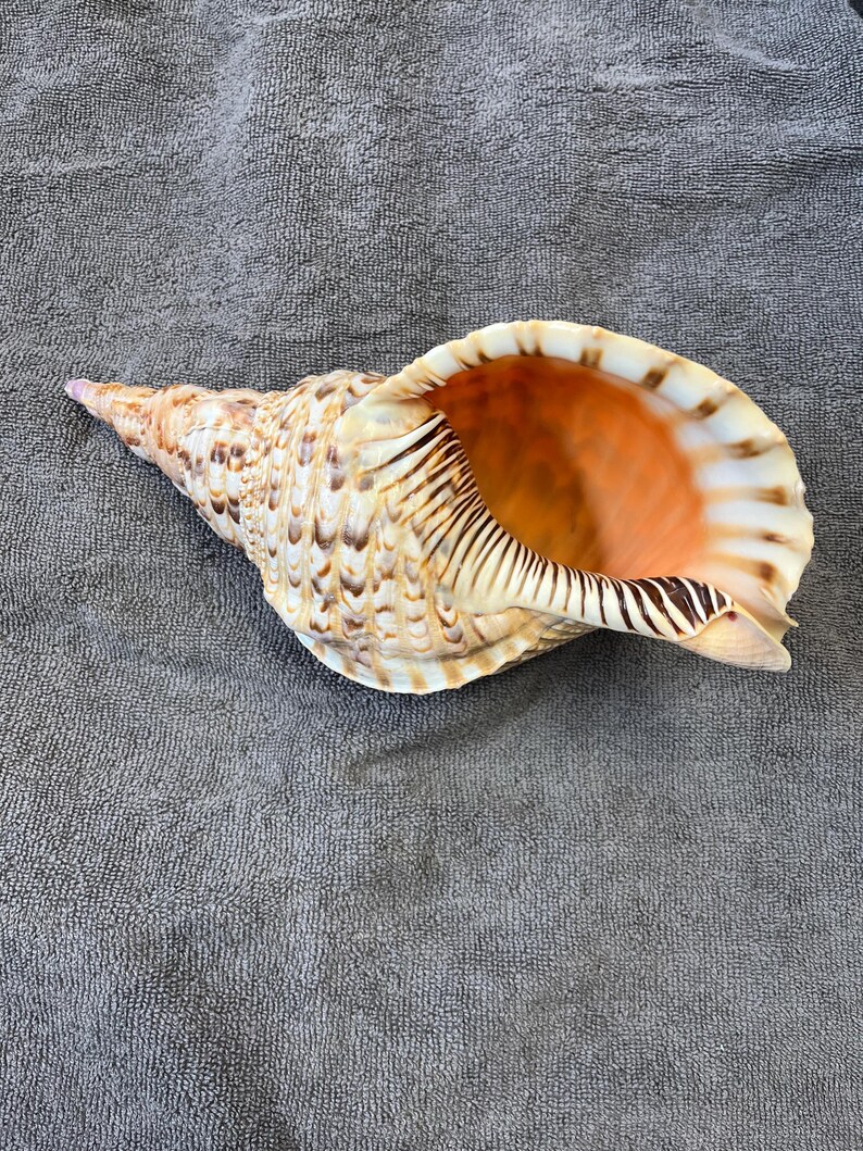Trumpet Triton Shell Charonia Tritonis Natural Rare Antique Sea Shell ...