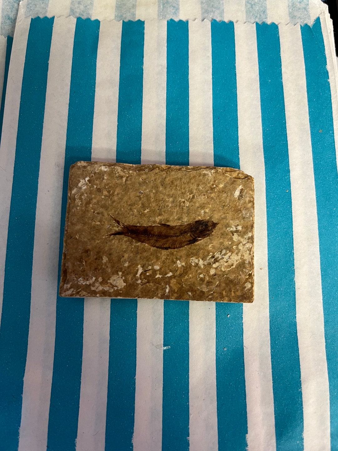 Fossil Fish Knightia Alta Found in Green River Wyoming USA Ancient ...