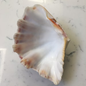 Giant Clam Shell Strawberry Bear Claw Clam Horses Hoof Clam Rare ...