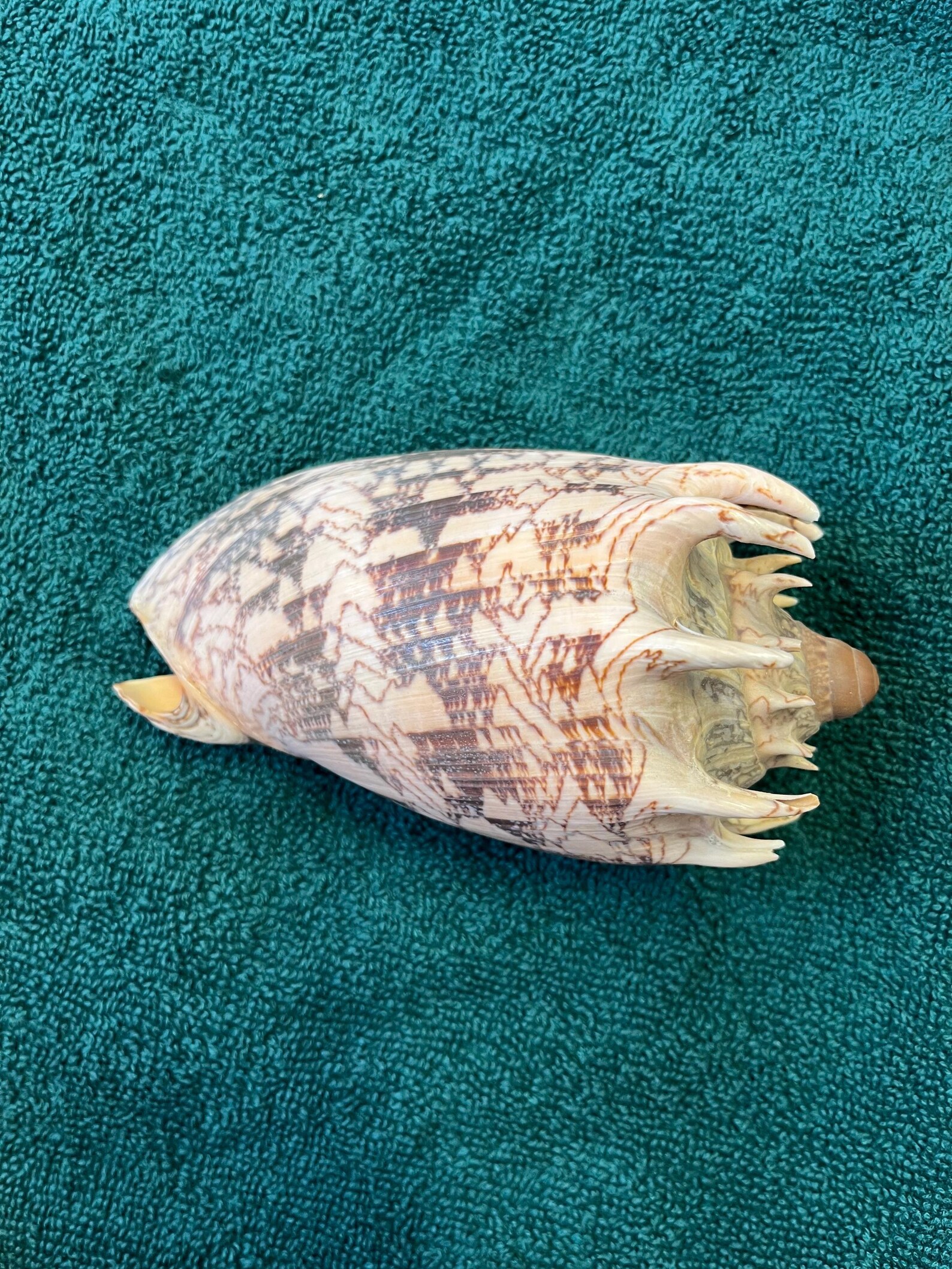 Imperial Volute Shell Cymbiola Imperialis Natural Sea Shell Pattern Sea ...