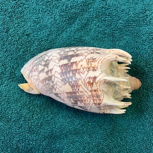 Imperial Volute Shell Cymbiola Imperialis Natural Sea Shell Pattern Sea ...
