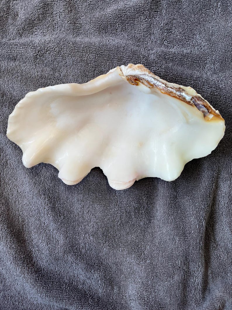 Giant Clam Sea Shell Fluted Clam Tridacna Squamosa Trinket Dish Display ...
