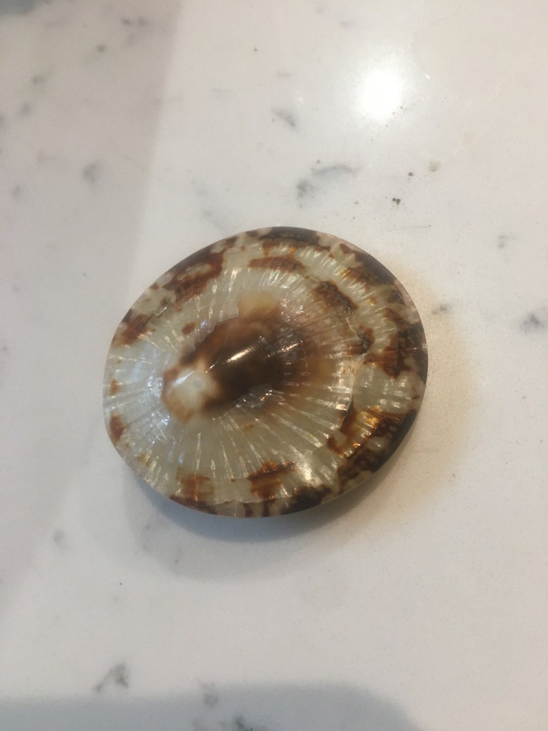 Common Turtle Limpet Sea Shell Natural Polished Lucky Charm Tortoise ...