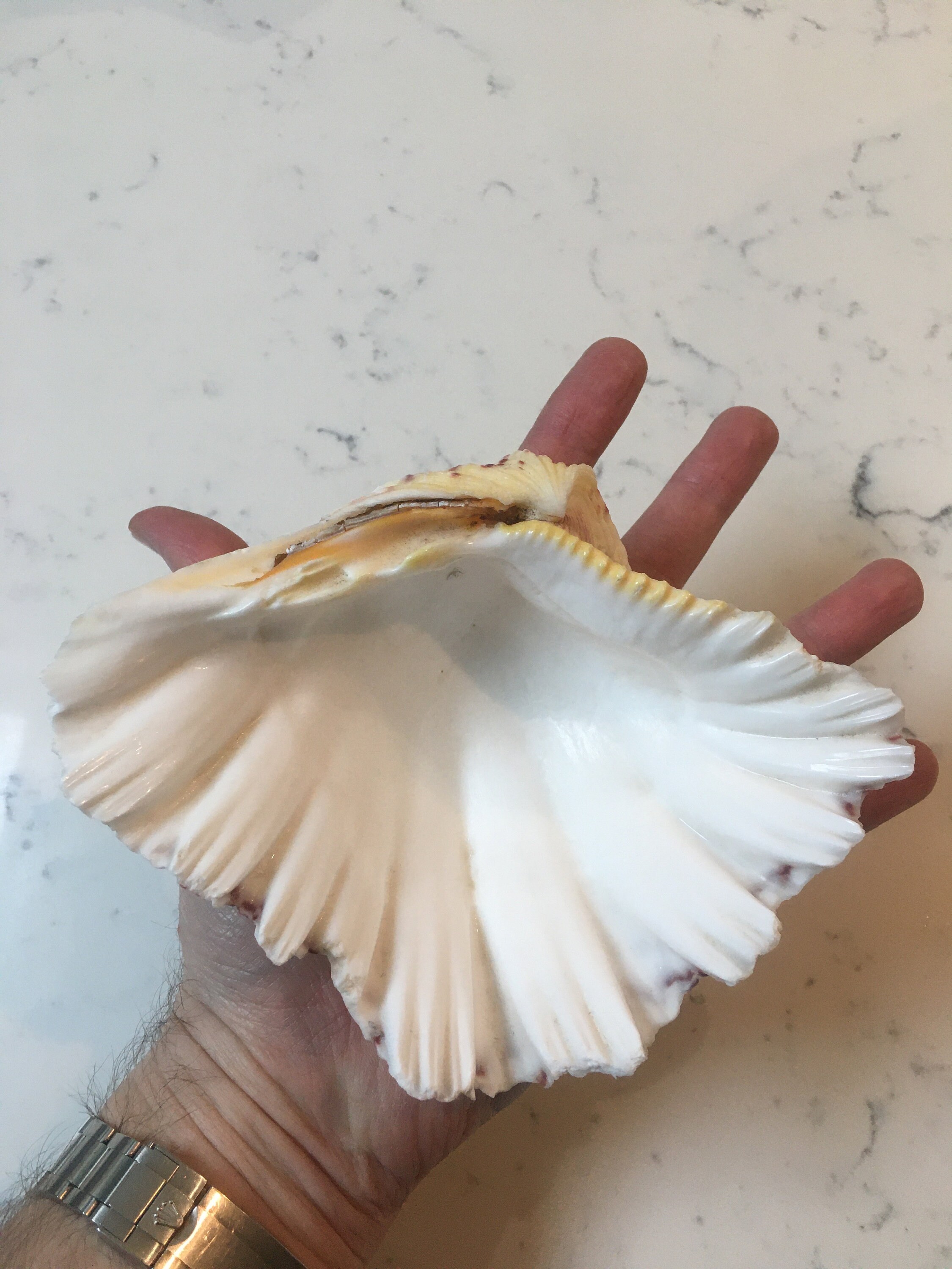 Giant Clam Shell Strawberry Bear Claw Clam Horses Hoof Clam - Etsy